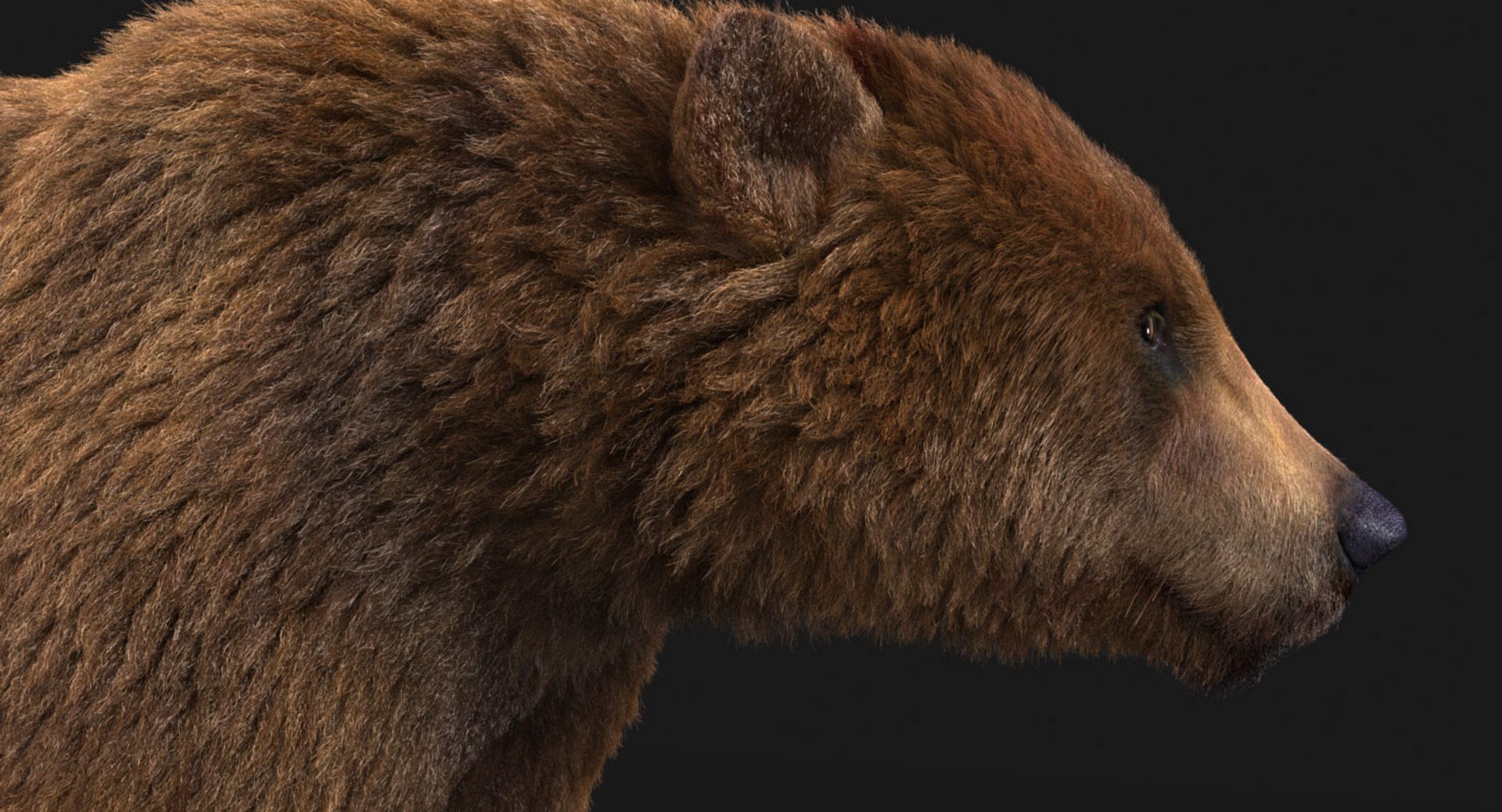 3D Model Bear Fur - TurboSquid 1227484