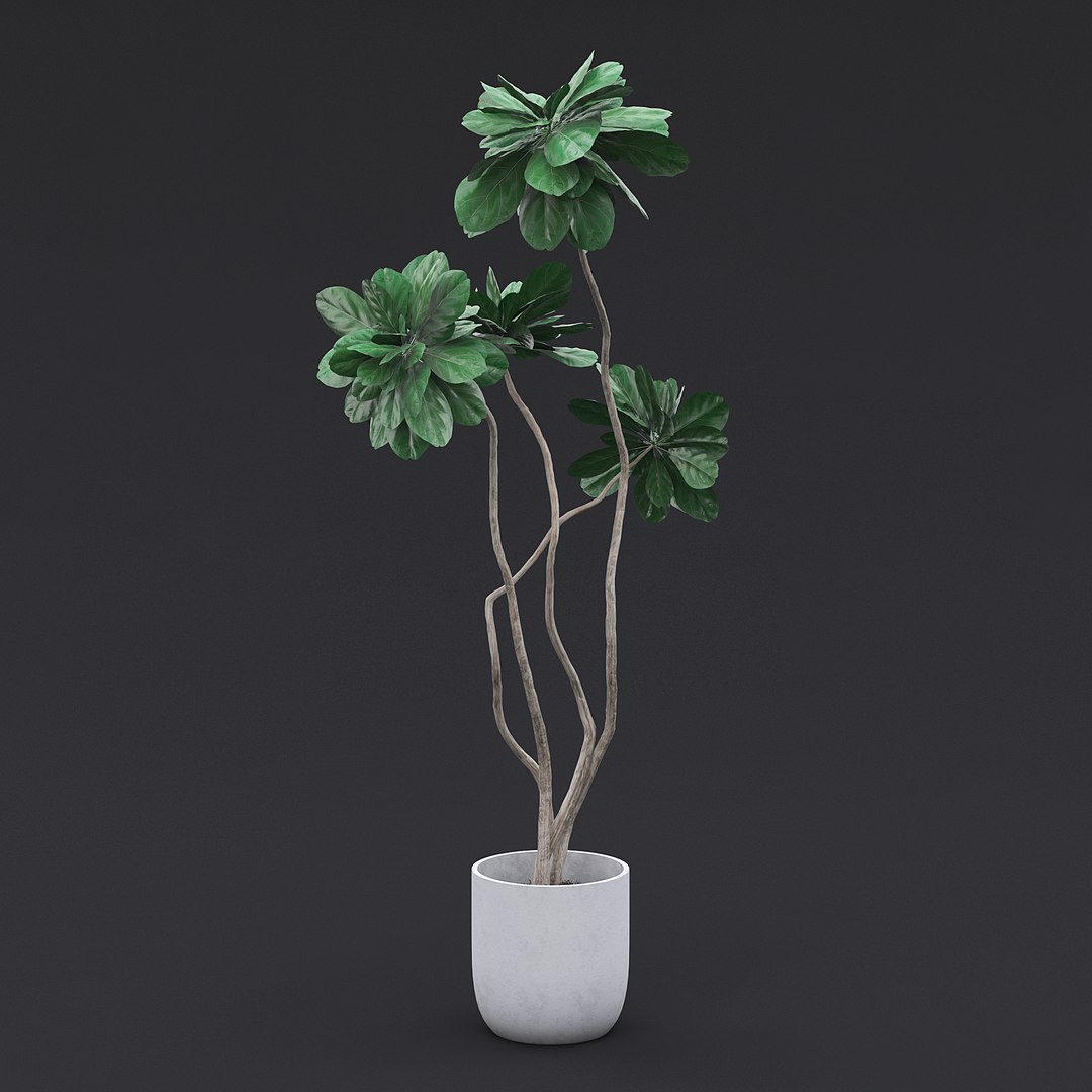 3D Fiddle Fig Tree II - TurboSquid 2111147