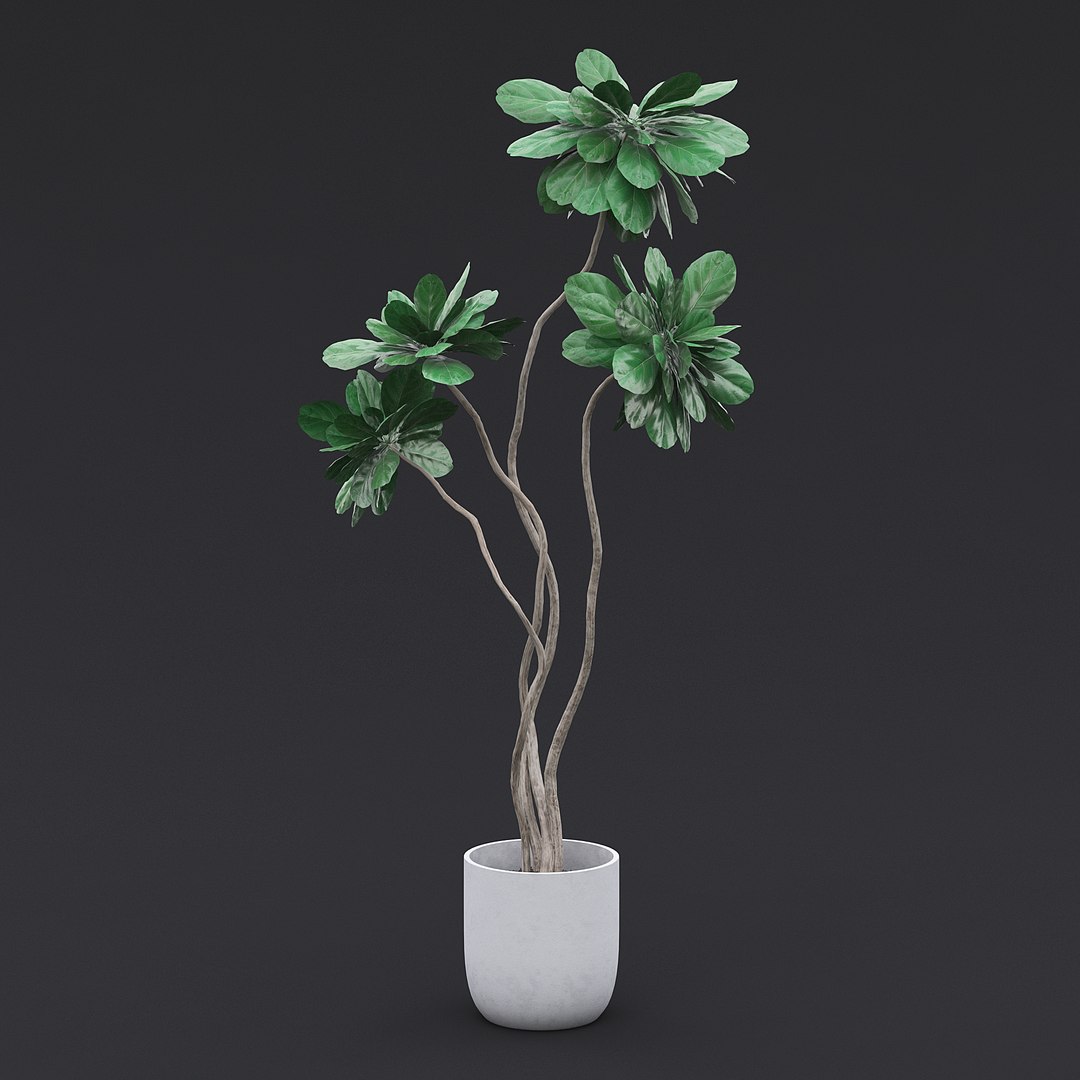3D Fiddle Fig Tree II - TurboSquid 2111147