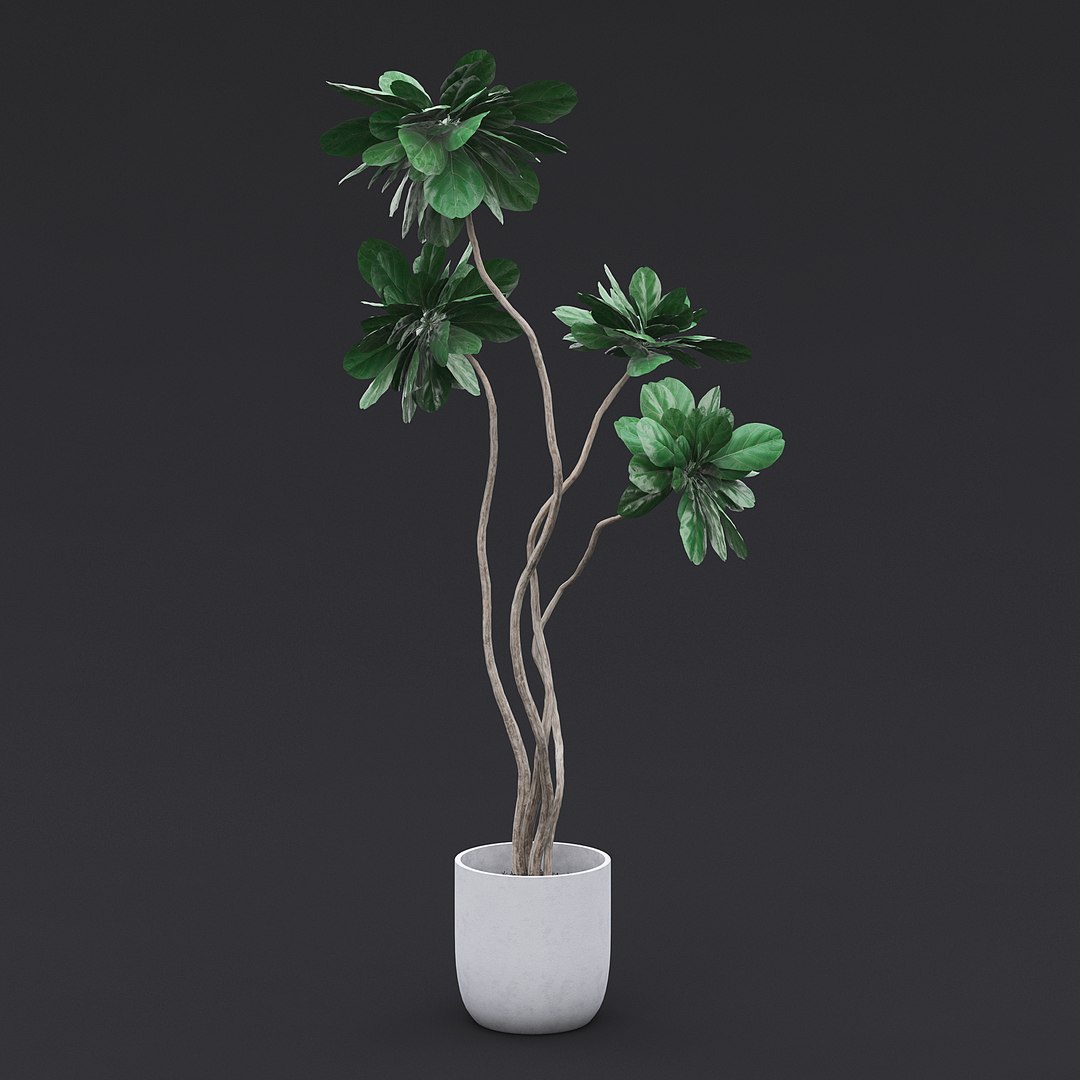 3D Fiddle Fig Tree II - TurboSquid 2111147