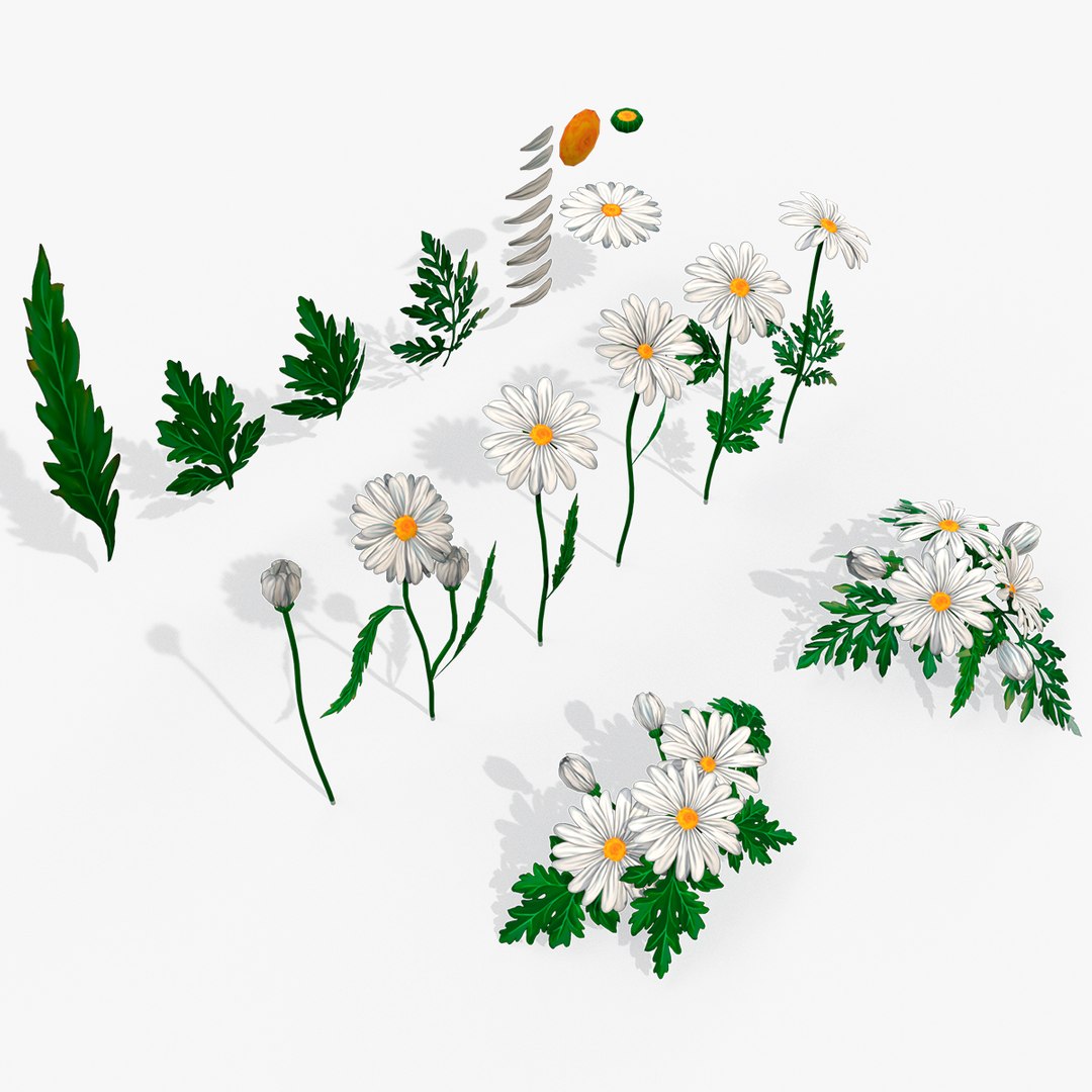 Handpainted Daisies 3D Model - TurboSquid 1991846