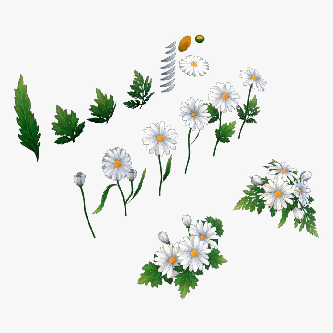 Handpainted Daisies 3D Model - TurboSquid 1991846