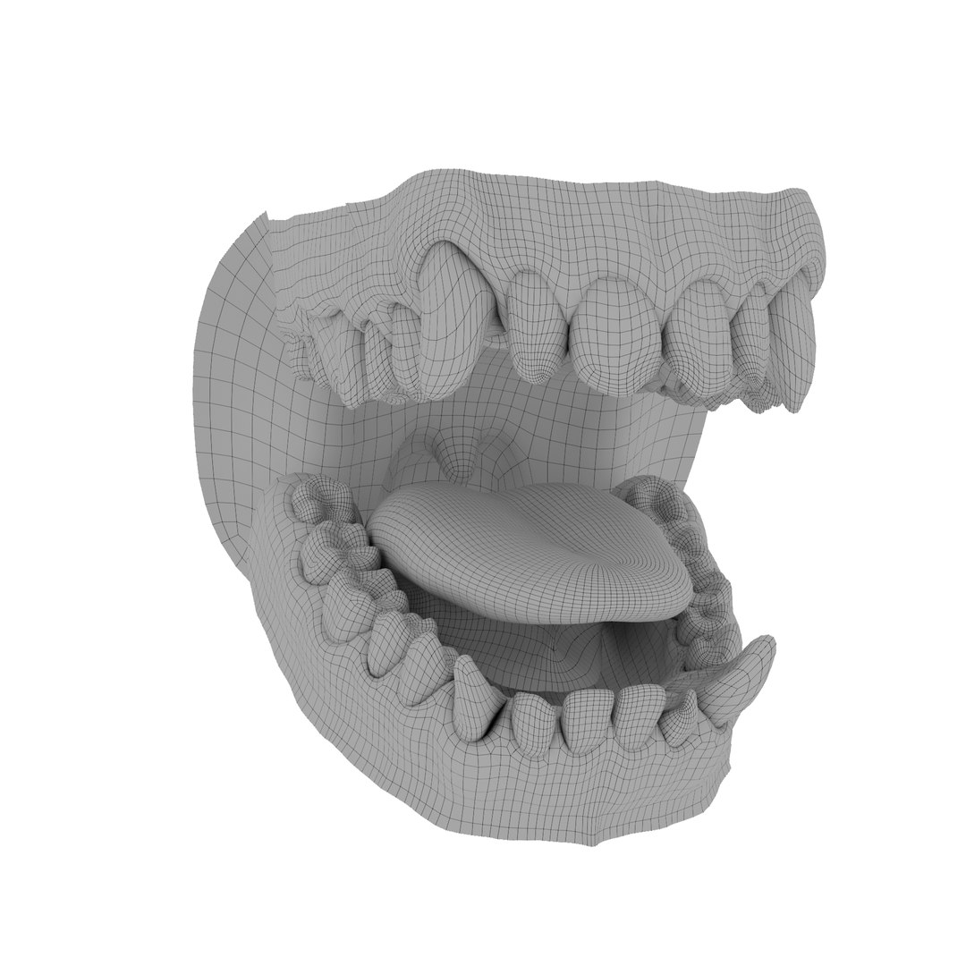 3D Photorealistic Teeth - TurboSquid 2074531