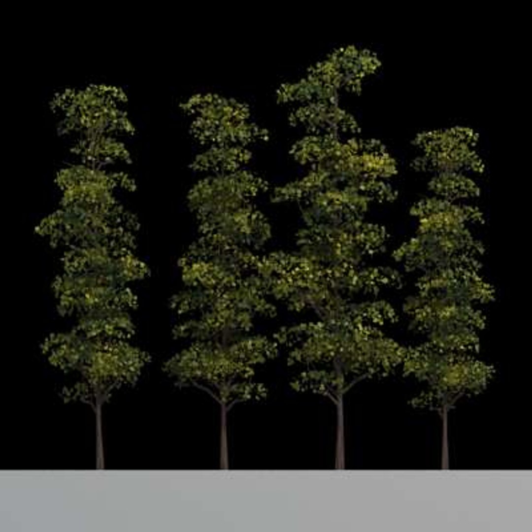 Trees Architectural 3d Model