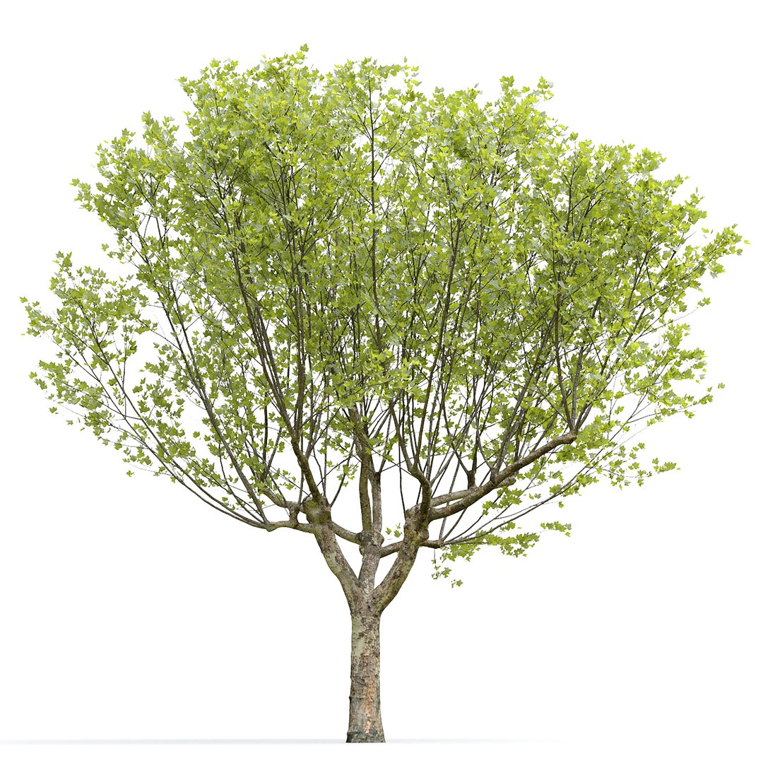 3D Model Plane-tree Sycamore Platanus V18 - TurboSquid 2256469
