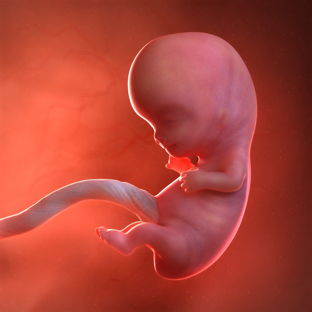Human Fetus Week 9 3D Model - TurboSquid 1326599