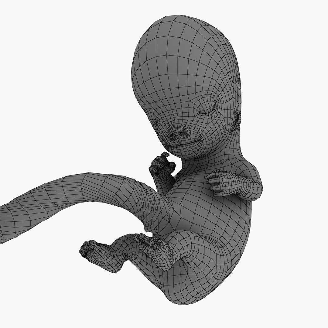 Human Fetus Week 9 3D Model - TurboSquid 1326599