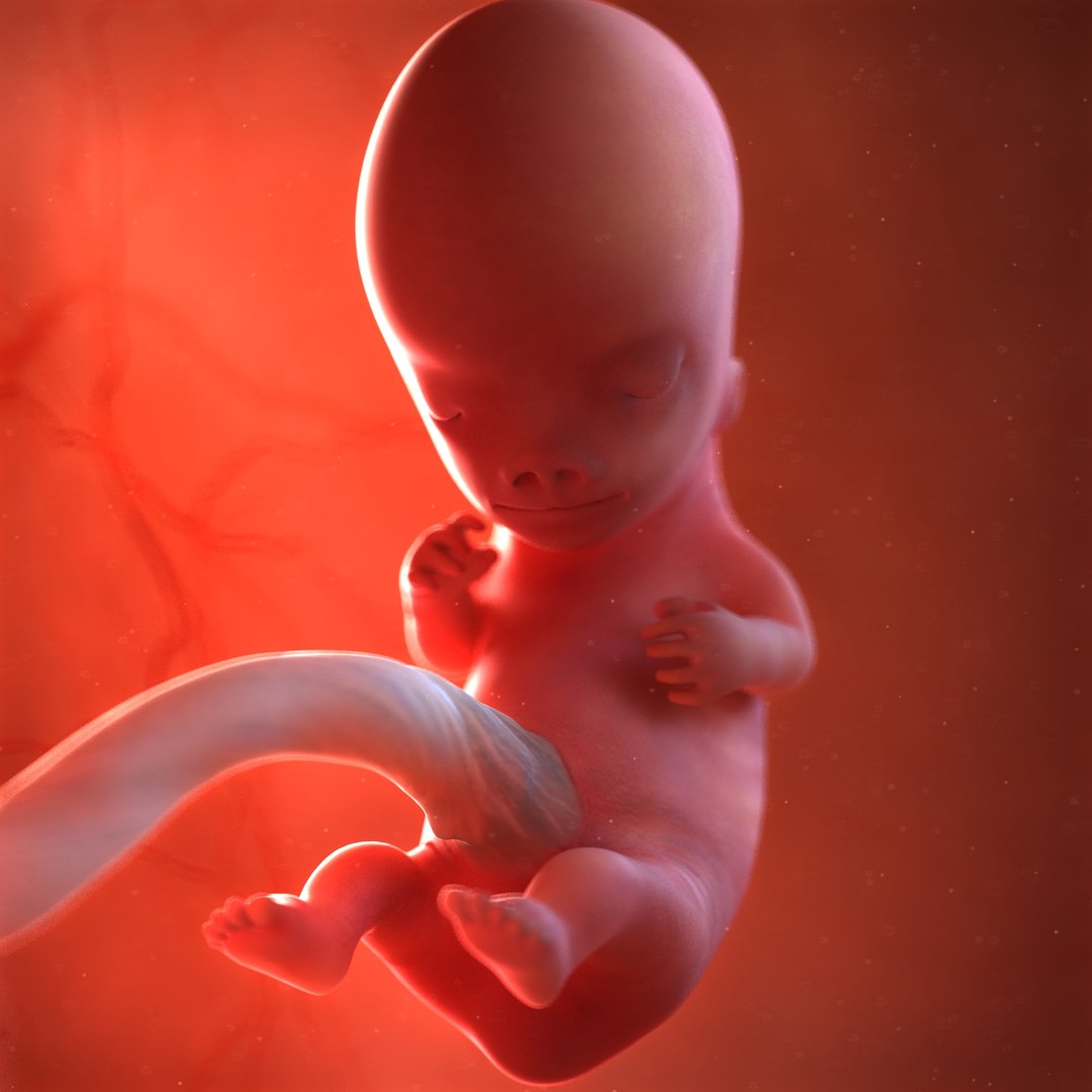 Human Fetus Week 9 3D Model - TurboSquid 1326599
