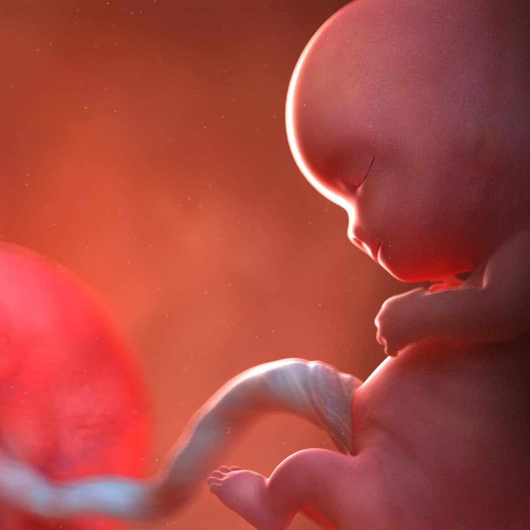 Human Fetus Week 9 3D Model - TurboSquid 1326599