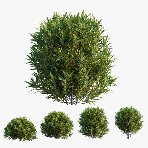 Croton plant set 03 model - TurboSquid 1597641