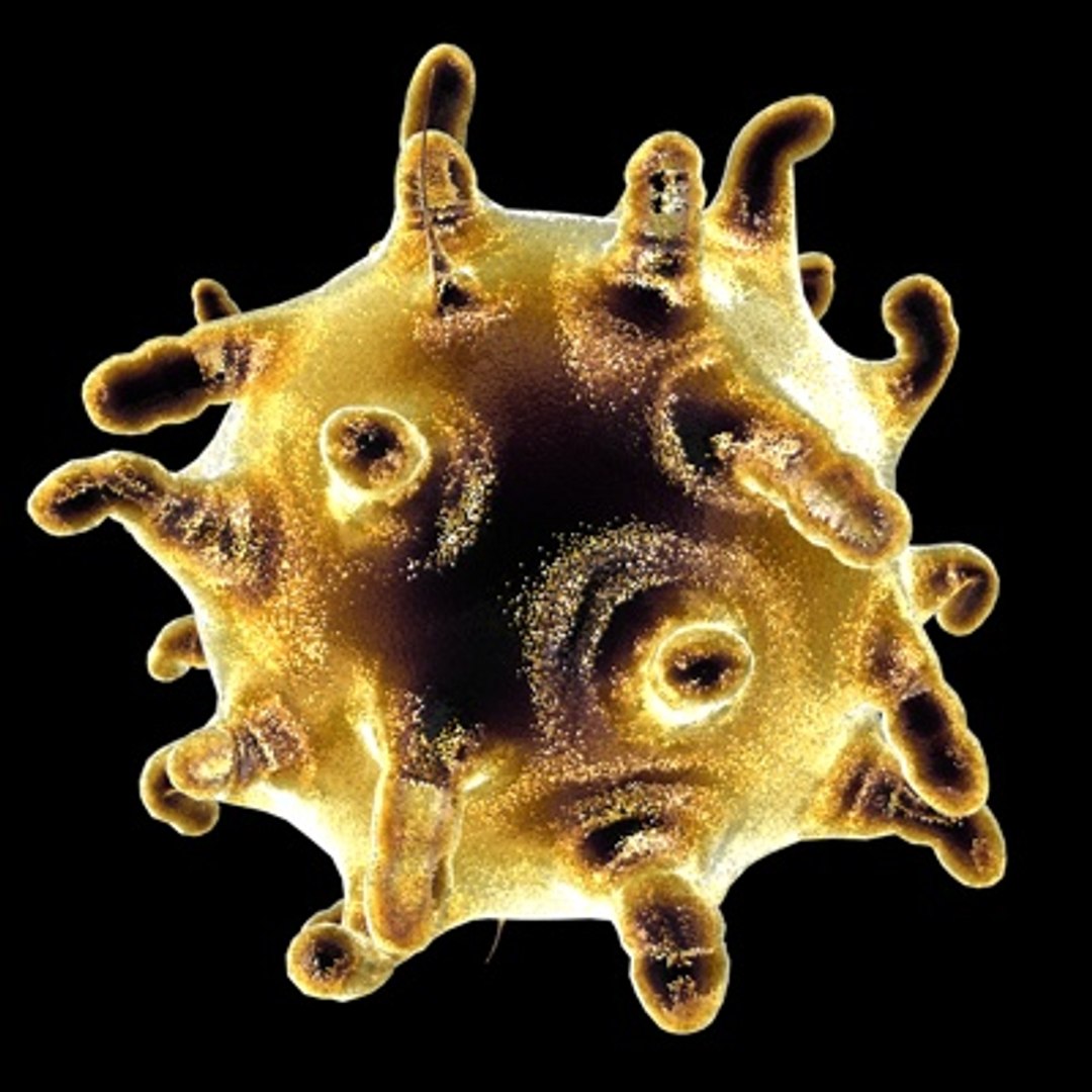 3d model of common cold