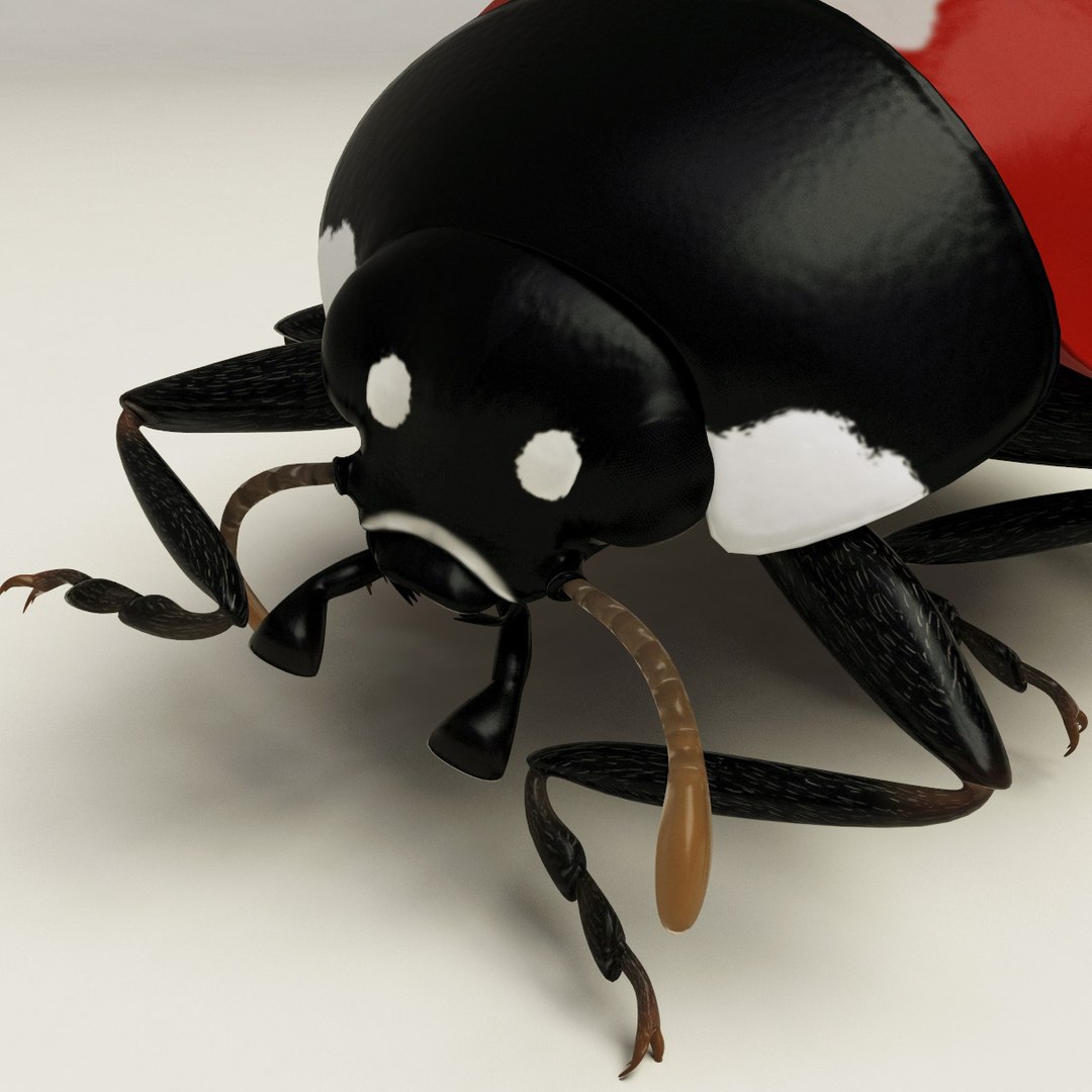 C4d Ladybug Pose4