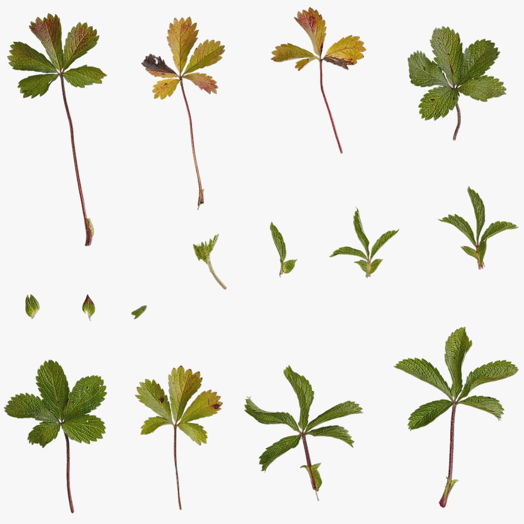 3D Anydrafts Astrantia Major Leaf 02 Textures Model - TurboSquid 2352493