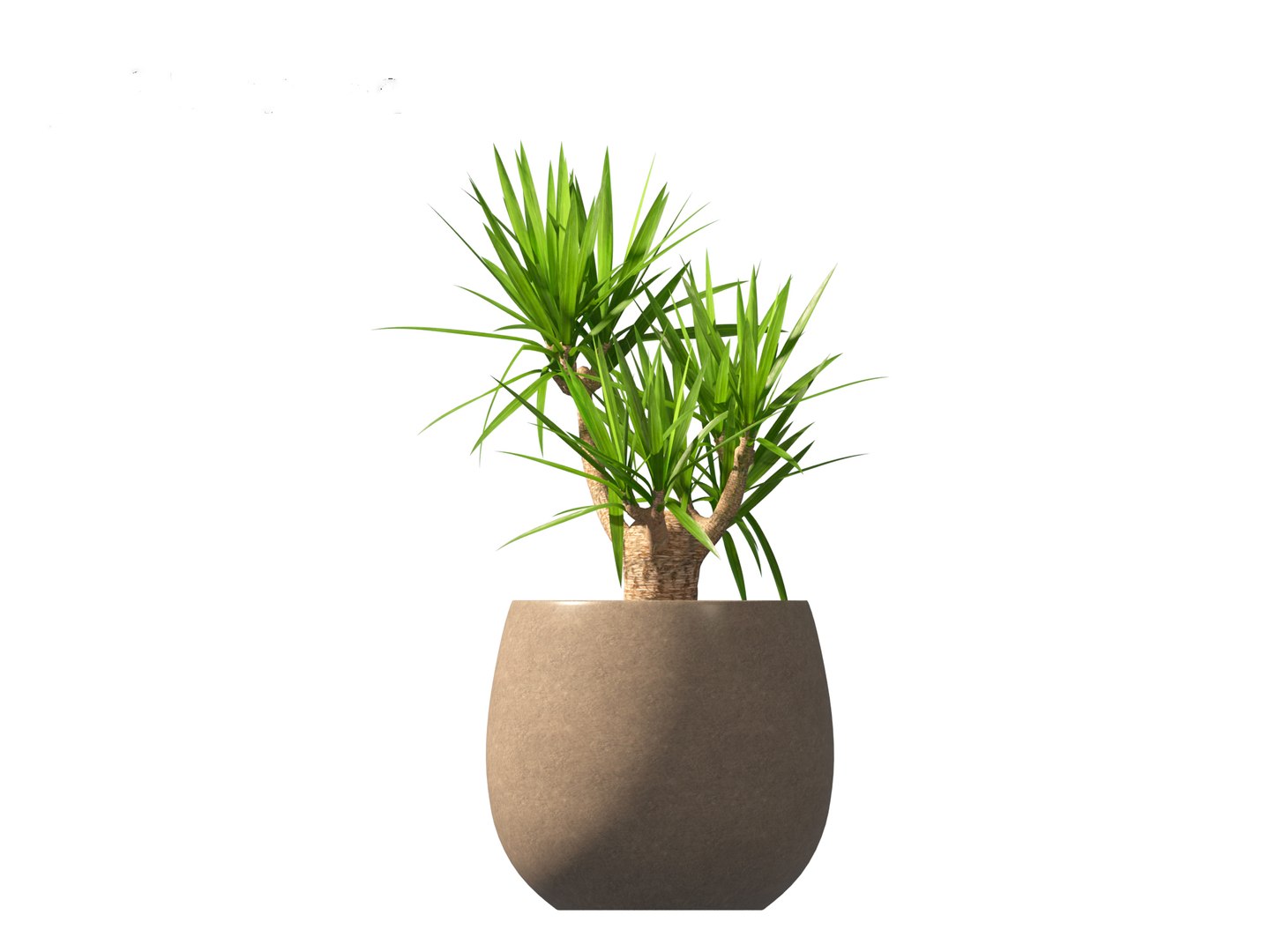 3D Yucca Elephantipes - Spineless Yucca Model - TurboSquid 2138244