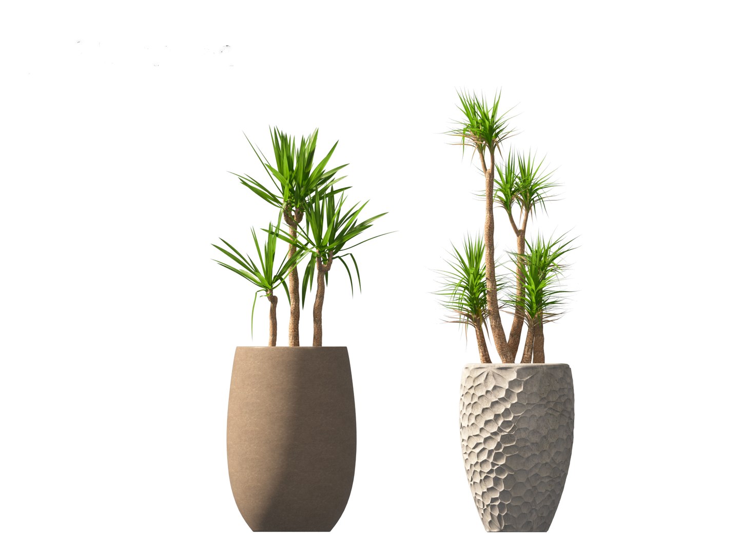 3D Yucca Elephantipes - Spineless Yucca Model - TurboSquid 2138244