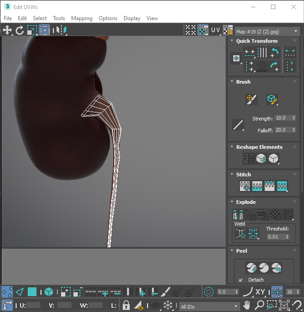 3D Kidneys Model - TurboSquid 1866211