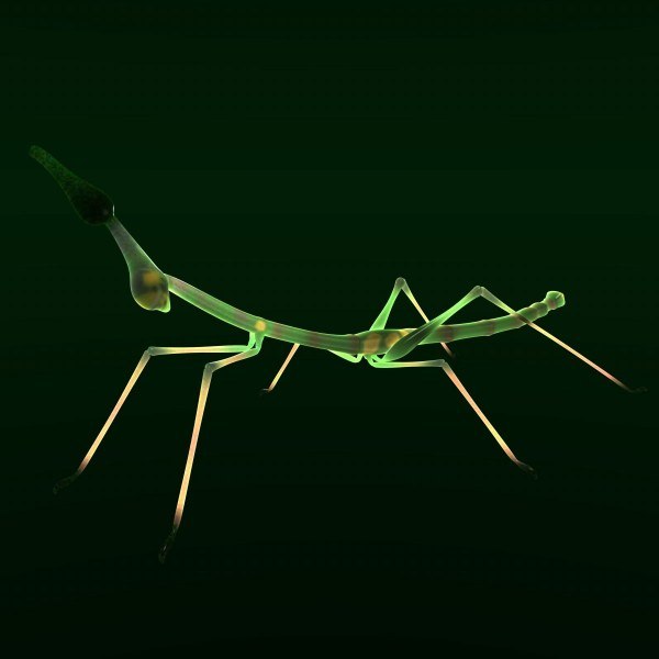 max prosarthria stick insect
