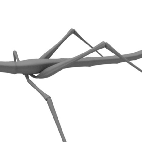 max prosarthria stick insect