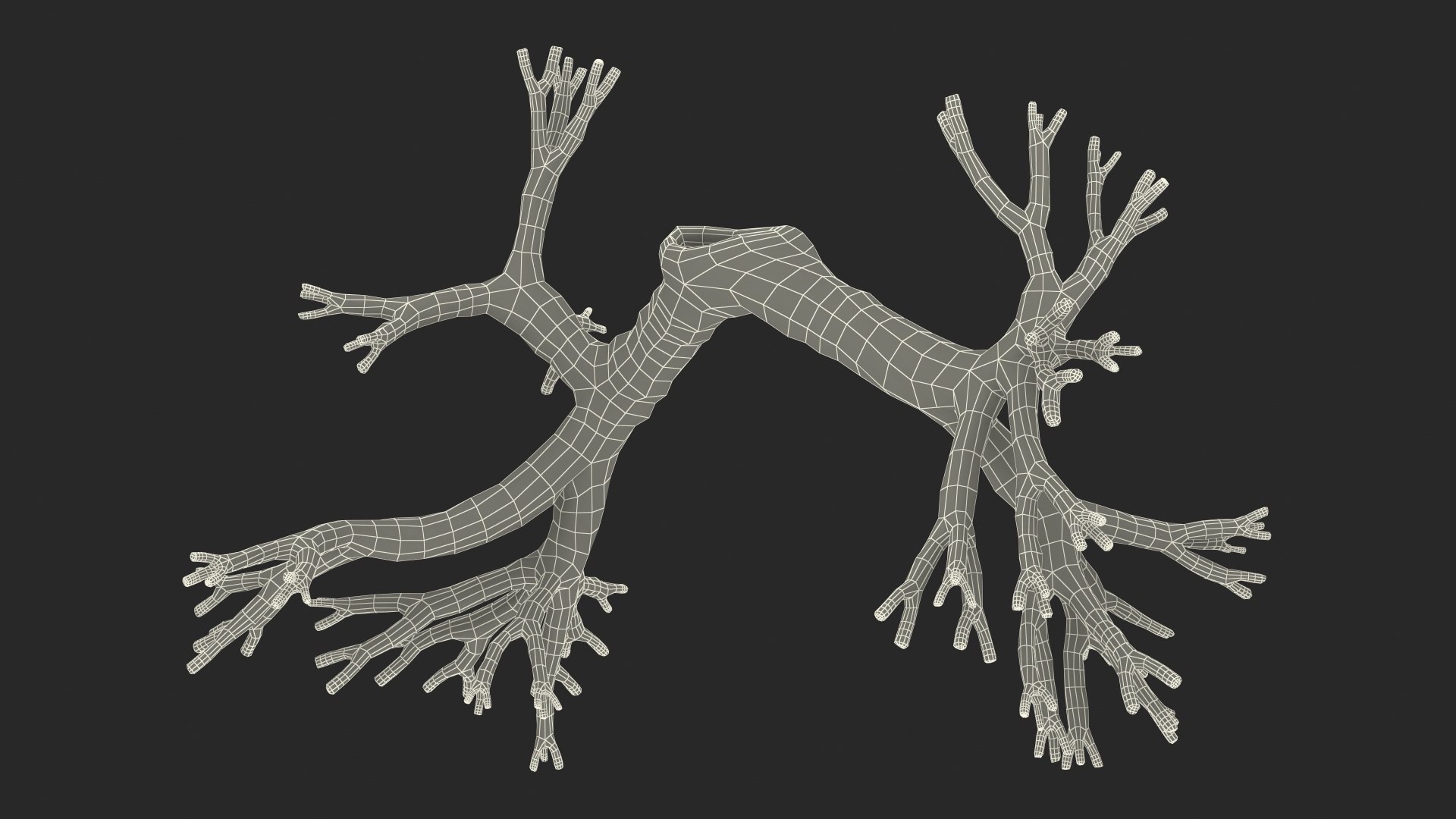 3D Human Respiratory - TurboSquid 1469287