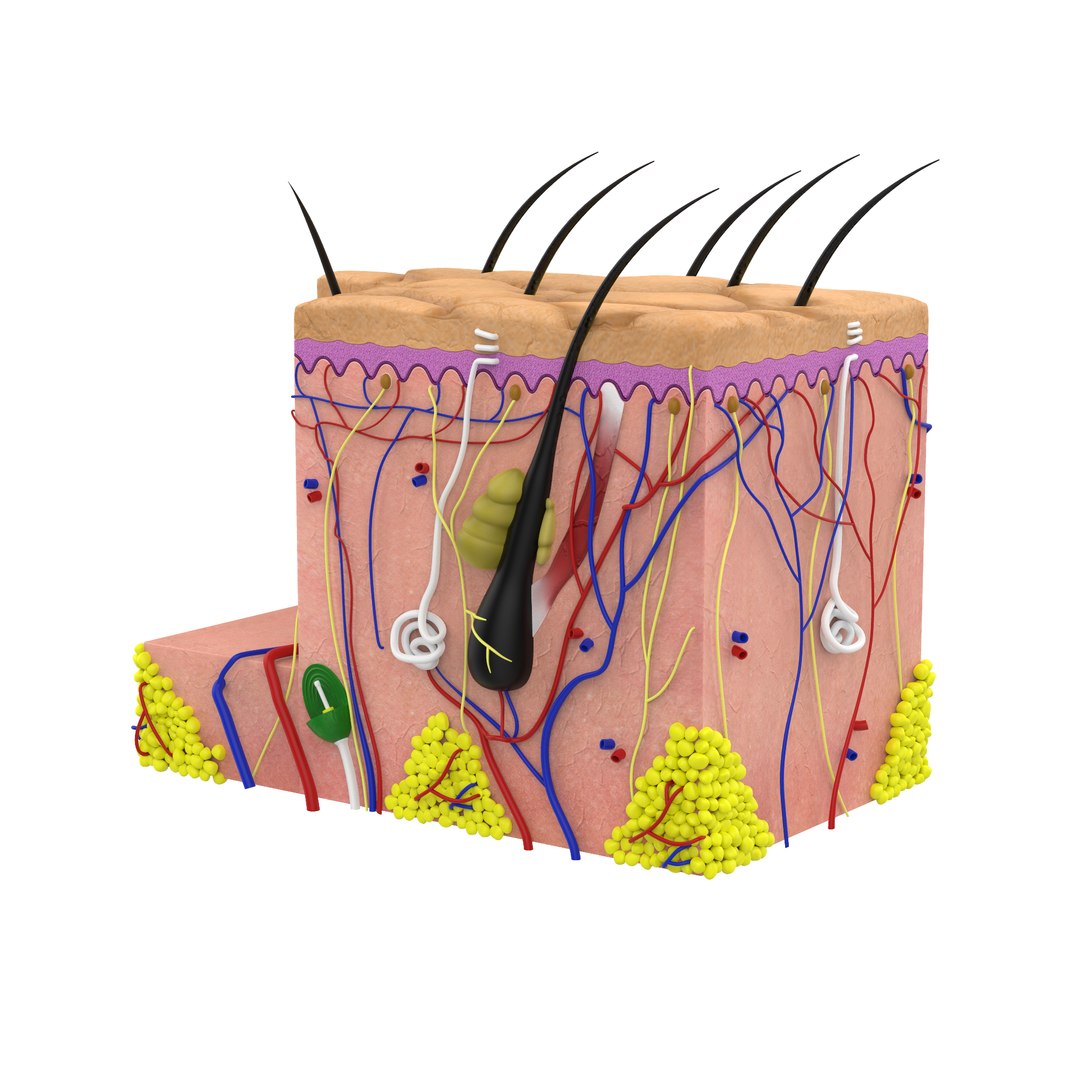 3D Human Skin Model - TurboSquid 1366704