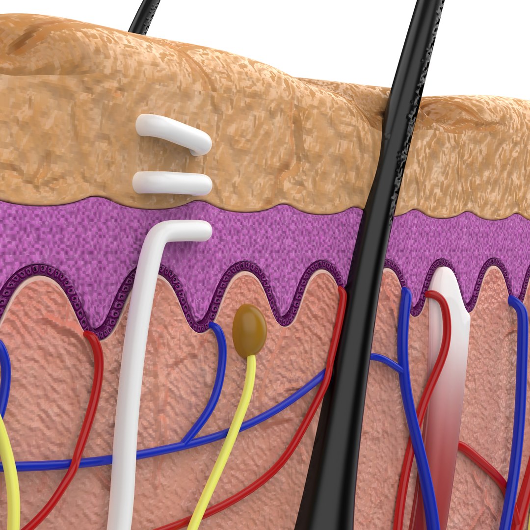 3D Human Skin Model - TurboSquid 1366704