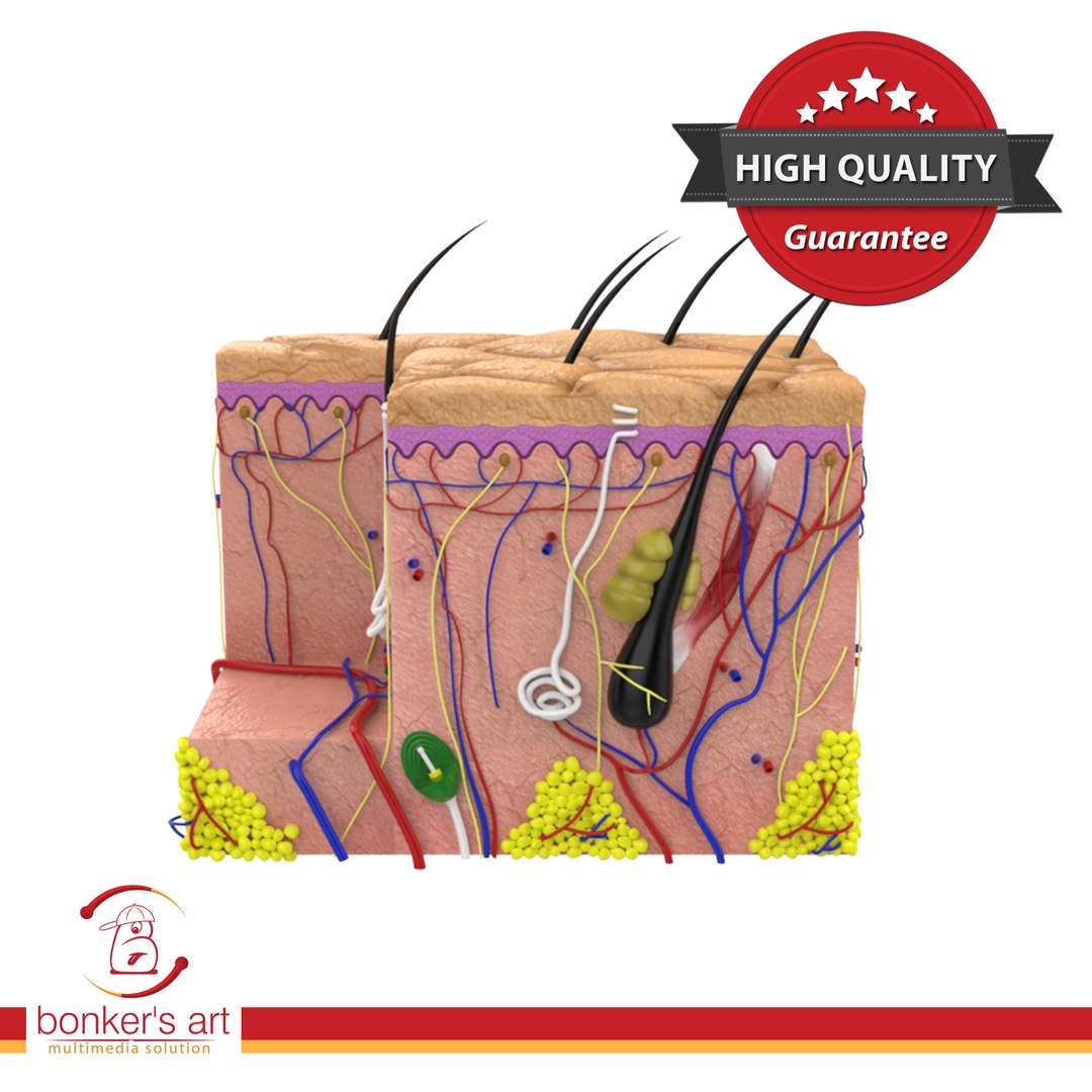 3D Human Skin Model - TurboSquid 1366704