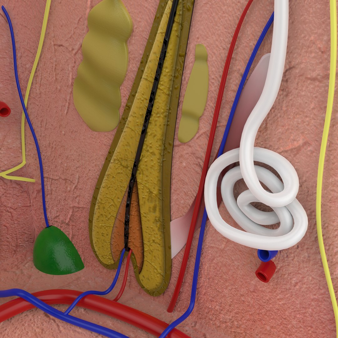 3D Human Skin Model - TurboSquid 1366704