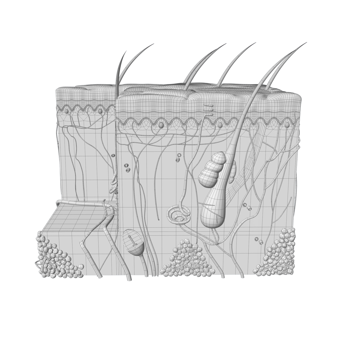 3D Human Skin Model - TurboSquid 1366704