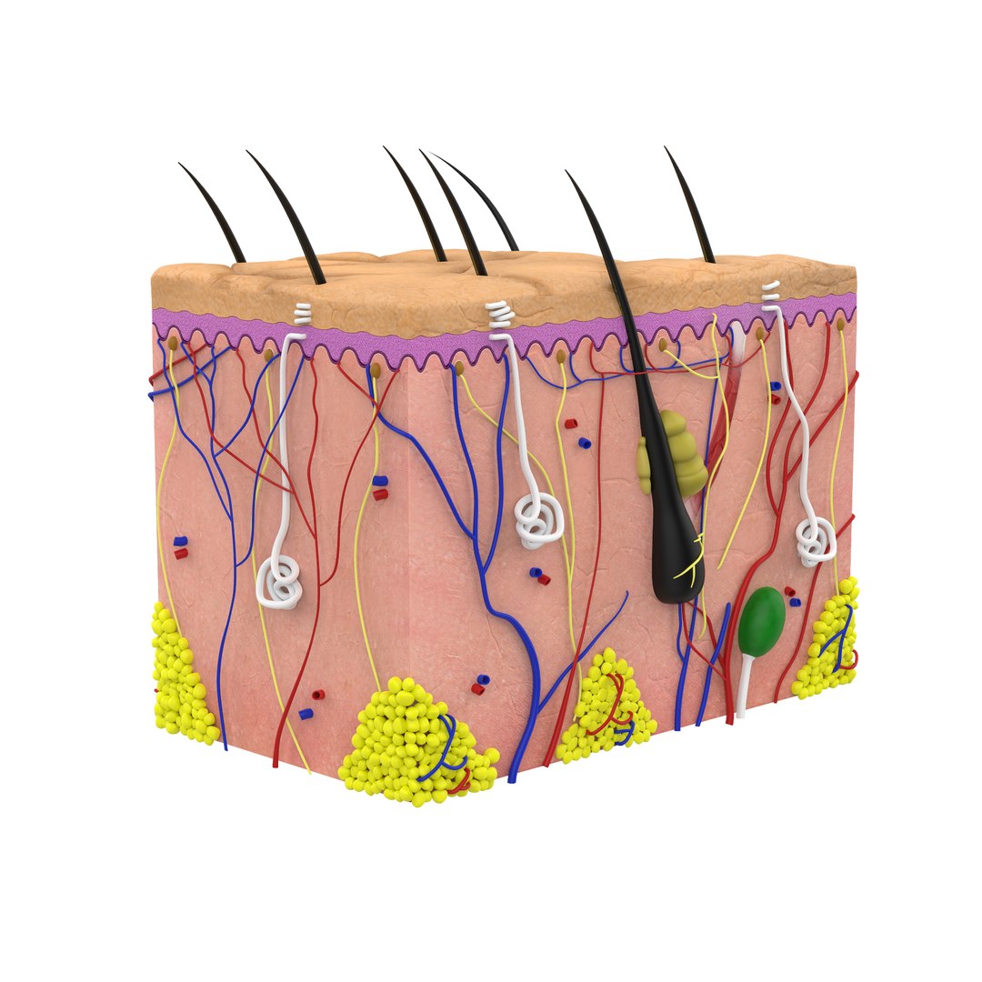 3D Human Skin Model - TurboSquid 1366704