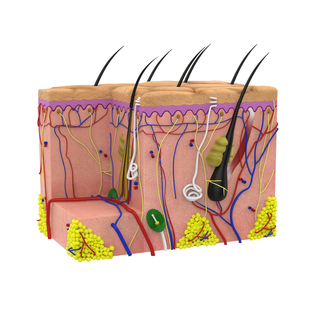 3D Human Skin Model - TurboSquid 1366704