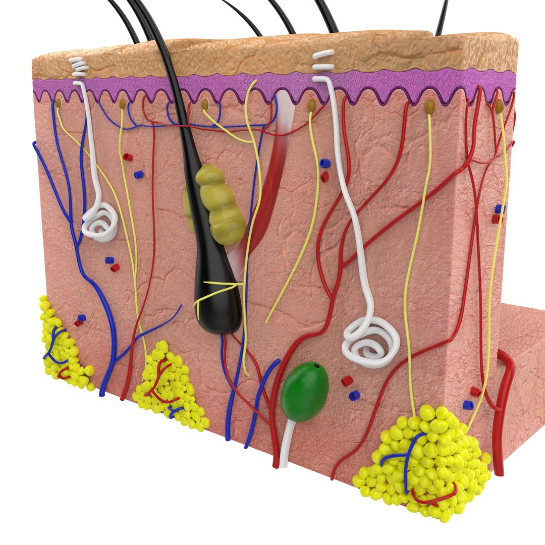 3D Human Skin Model - TurboSquid 1366704