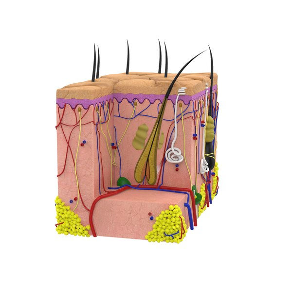 modelo 3d Disección Detallada De La Piel Humana - TurboSquid 1366704