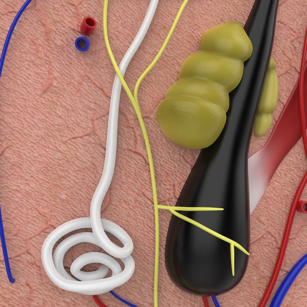 modelo 3d Disección Detallada De La Piel Humana - TurboSquid 1366704