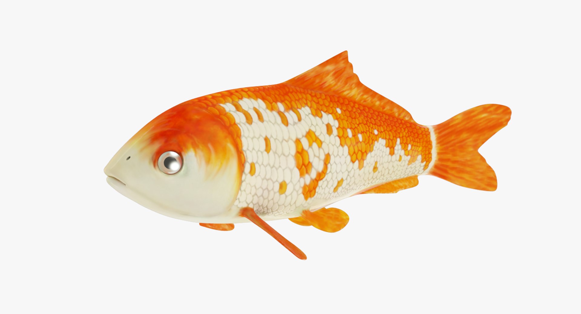 3d Koi Carp Model
