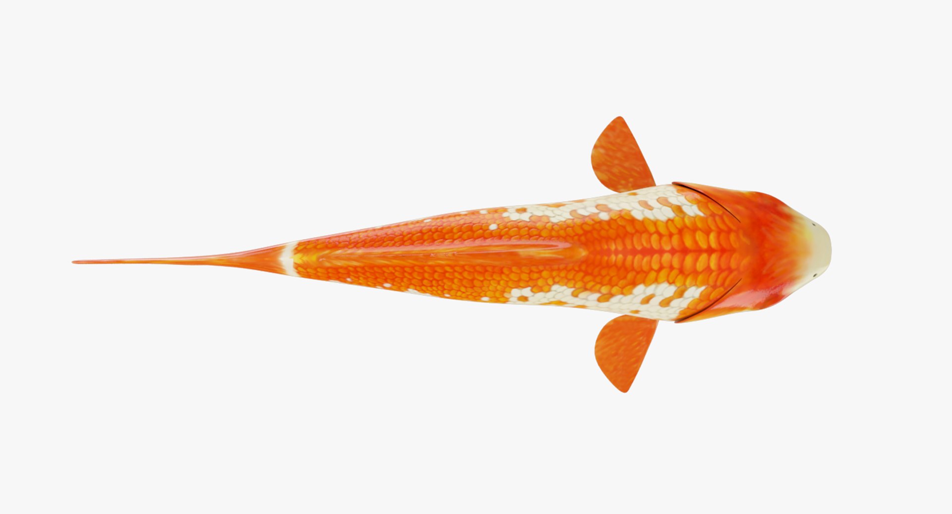 3d koi carp model