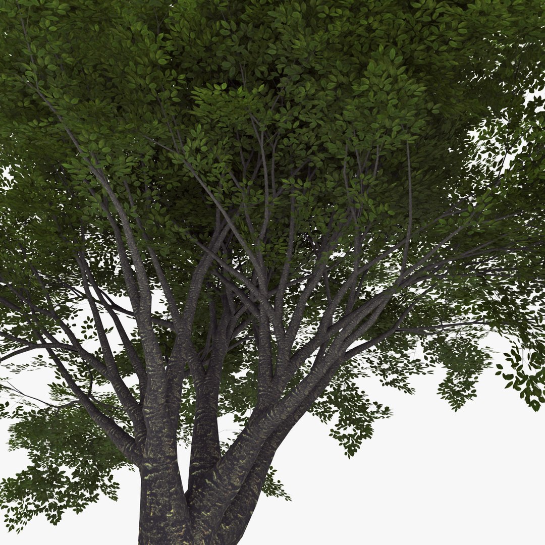 3d Deciduous 08