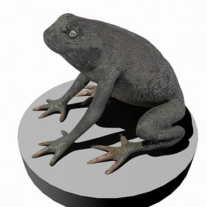 Animal Toad 3D Models for Download | TurboSquid
