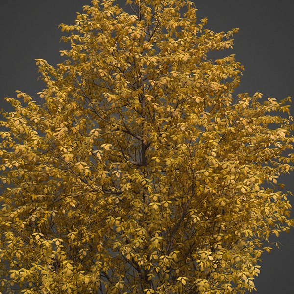 Free Tree FBX Models for Download | TurboSquid