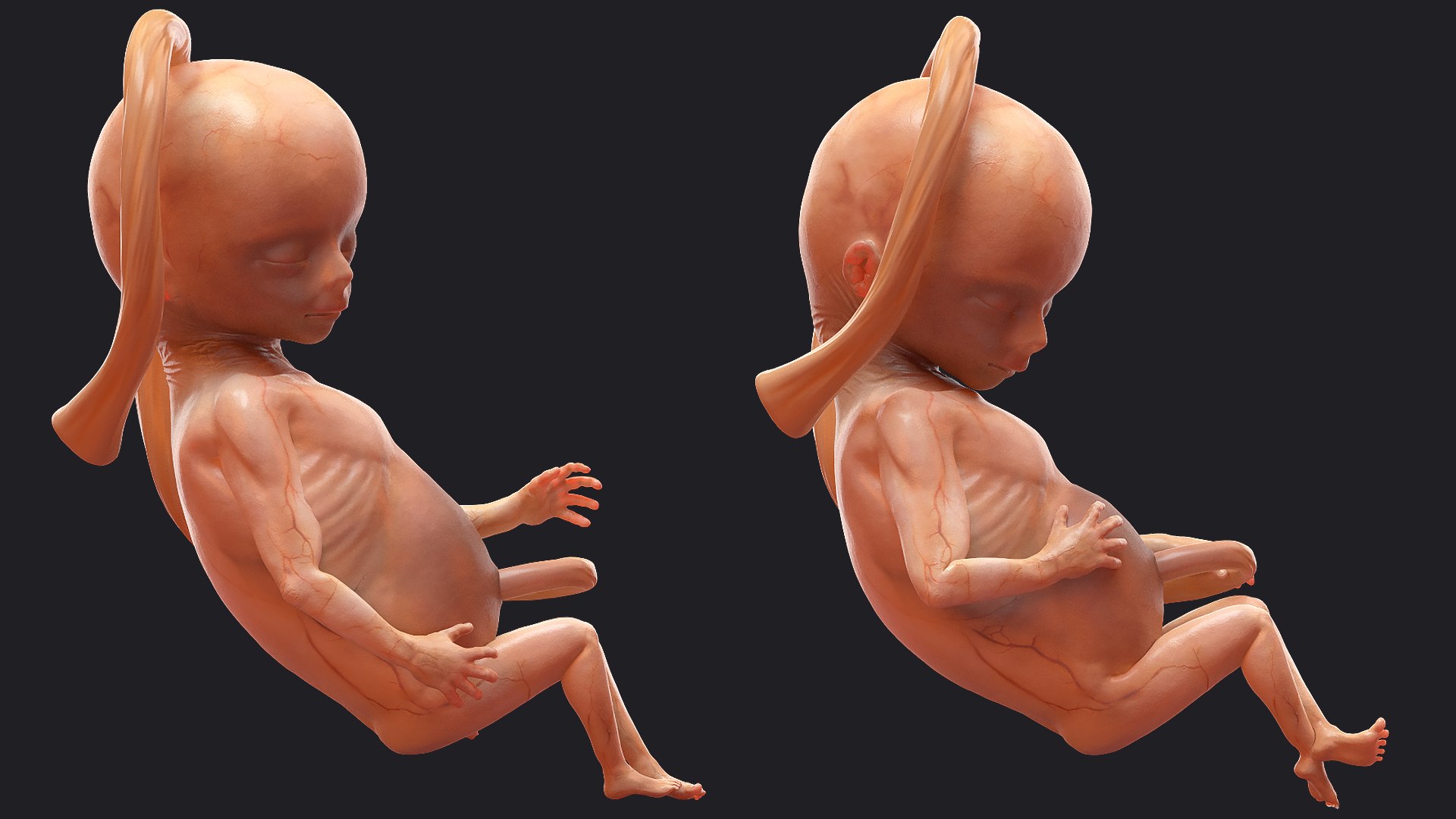 Human Fetus 16 Weeks 3D Model - TurboSquid 1665171