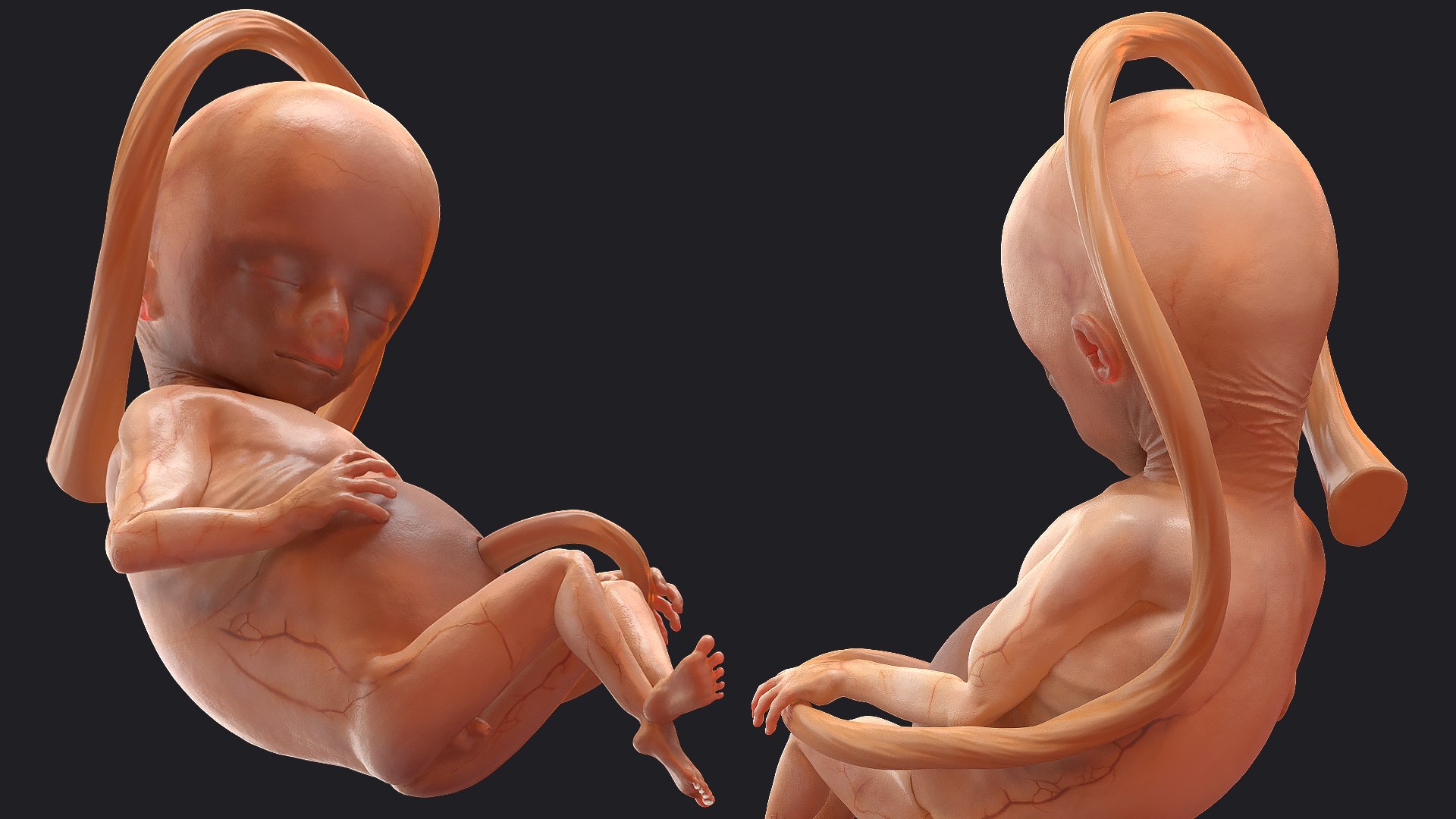 Human Fetus 16 Weeks 3D Model - TurboSquid 1665171