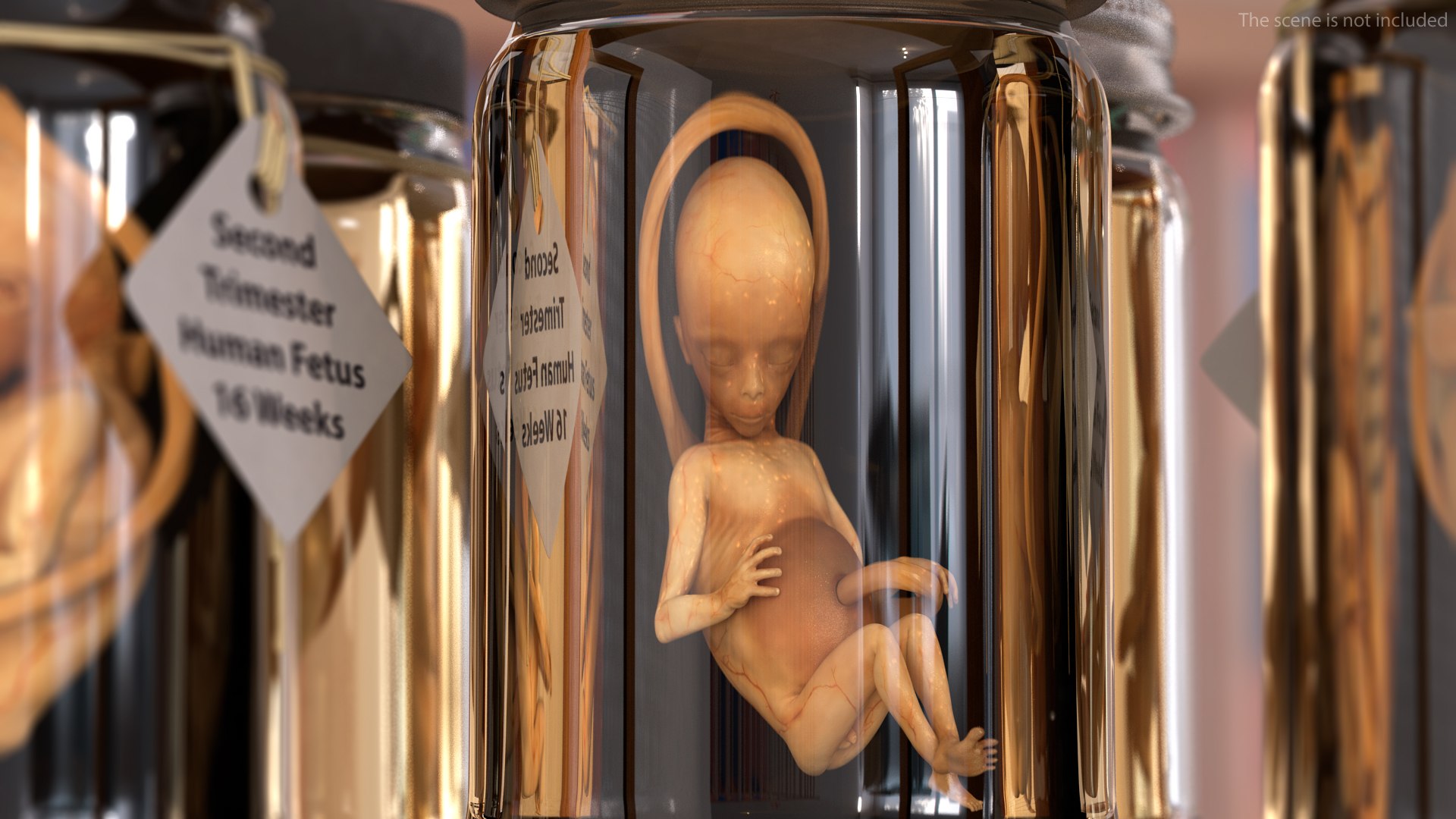 Human Fetus 16 Weeks 3D Model - TurboSquid 1665171