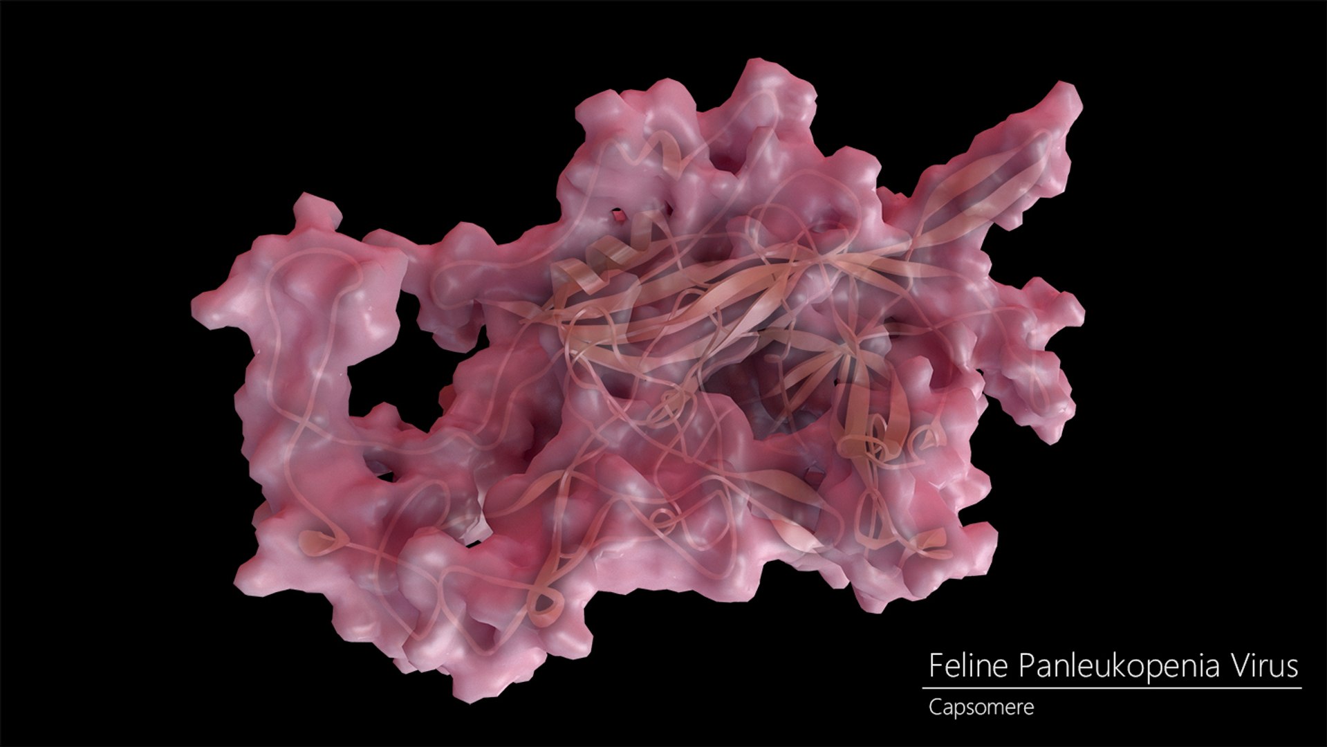 3D Feline Panleukopenia Virus Cat - TurboSquid 1358458