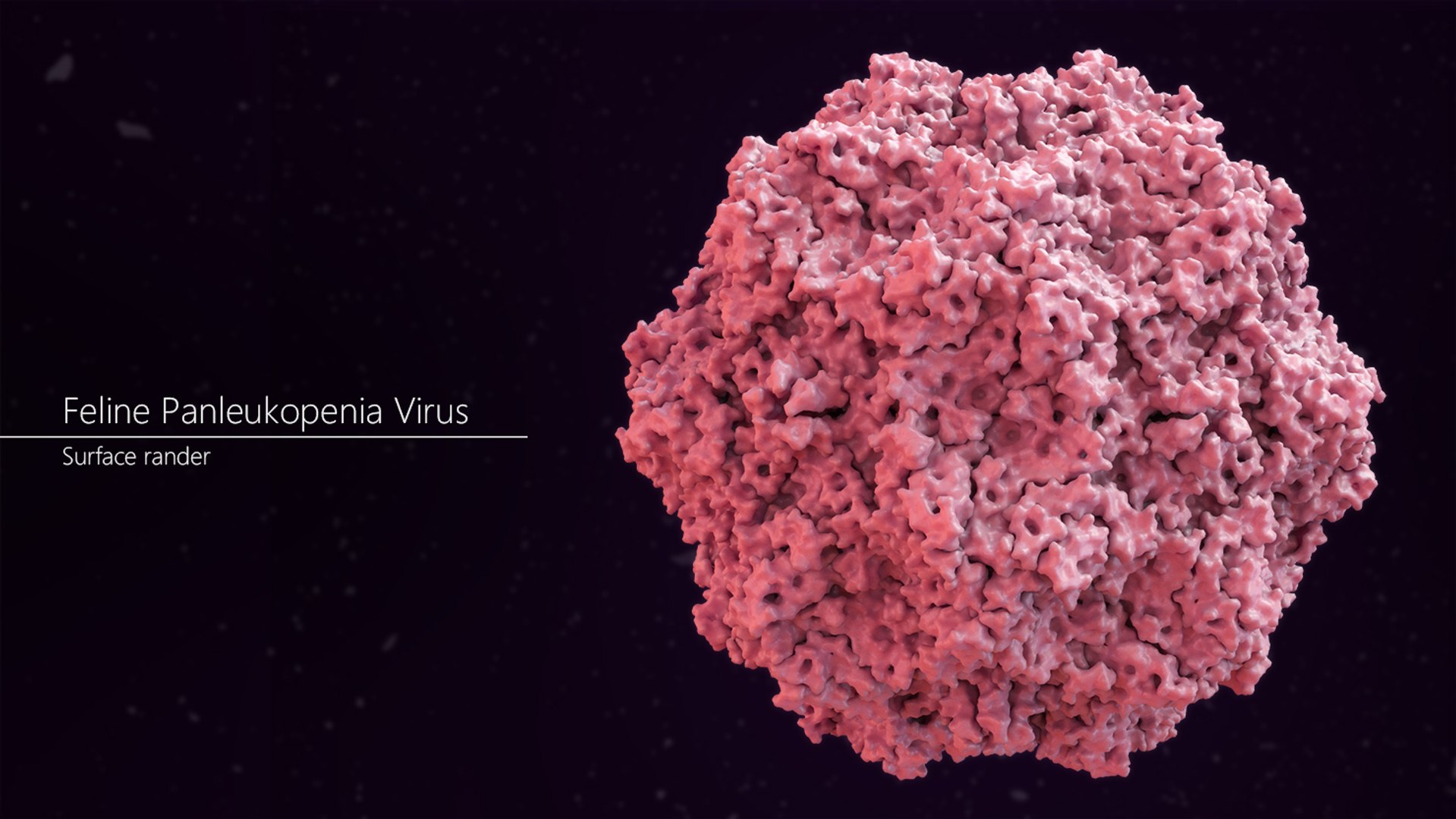 3D Feline Panleukopenia Virus Cat - TurboSquid 1358458