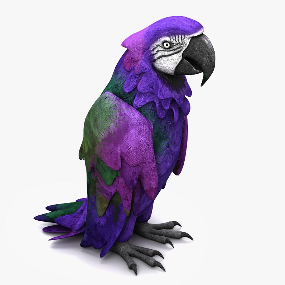 3d Parrot Species