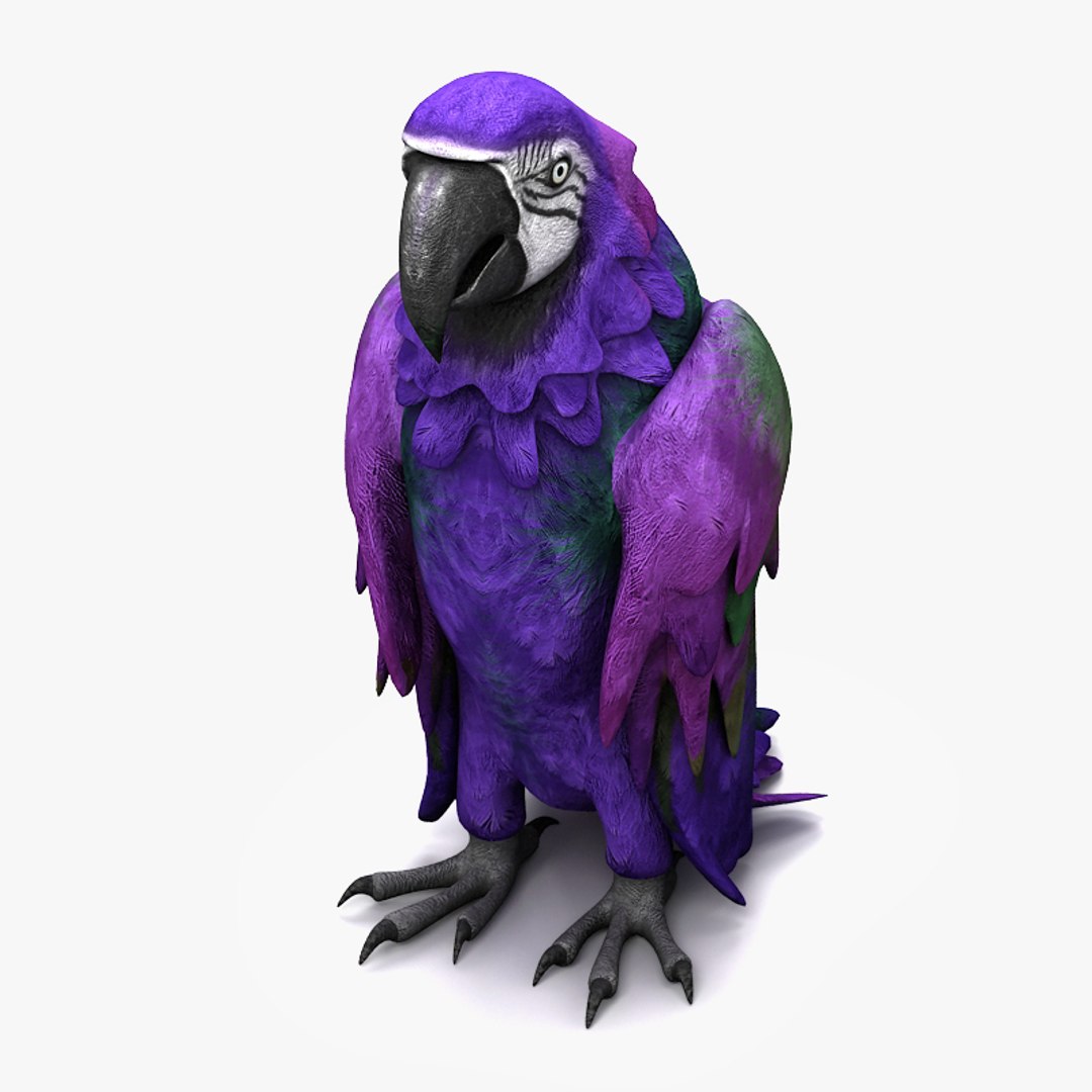 3d Parrot Species