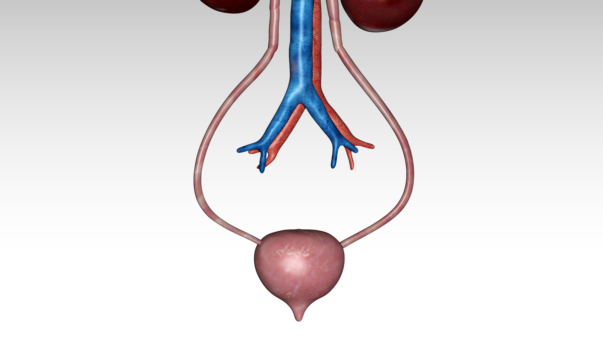 Kidney And Urinary Bladder Model - TurboSquid 1745126