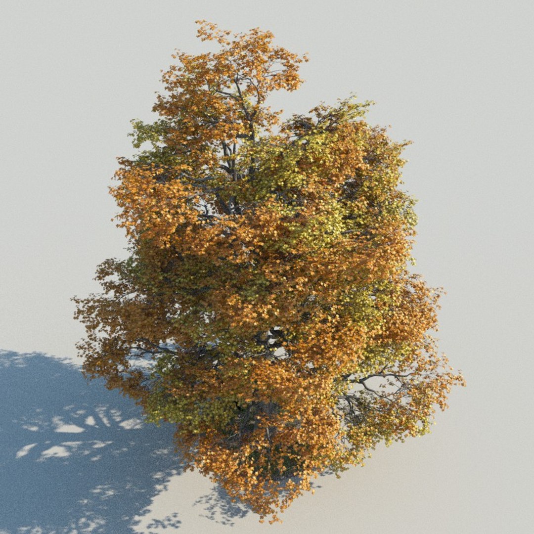 Obj Realistic Maple Tree Autumn