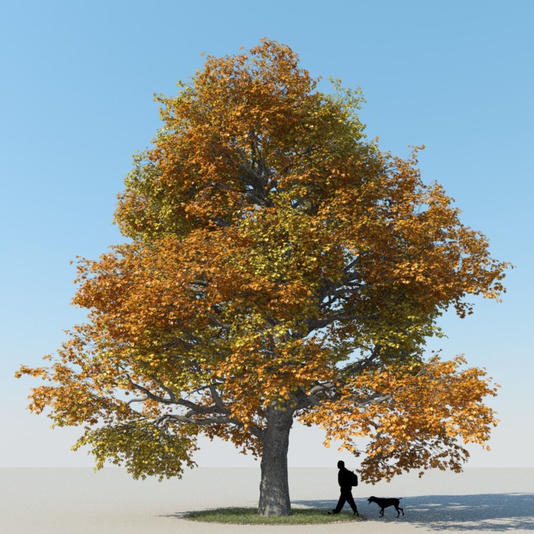 Obj Realistic Maple Tree Autumn