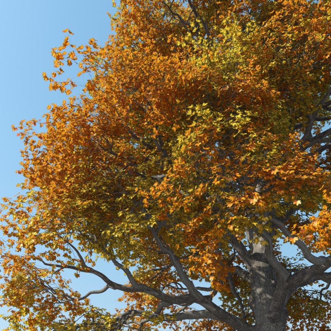 Obj Realistic Maple Tree Autumn