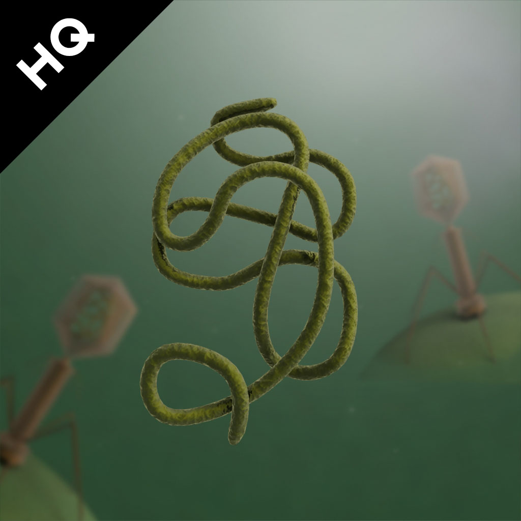 t4 virus 3d model